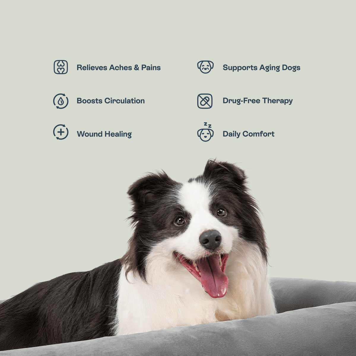 Beddie™ Pet Therapy Bed – Buddie Therapy